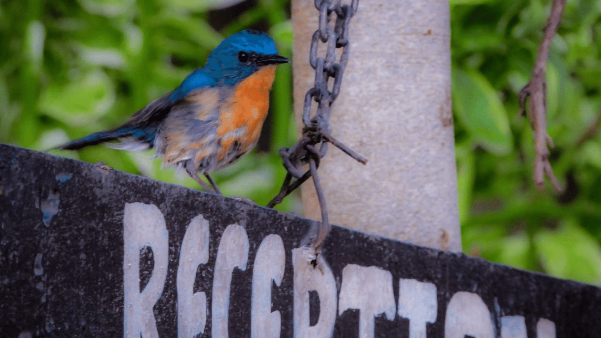 Bird Watching in Gir | Gir Birding Tours and Rare Species