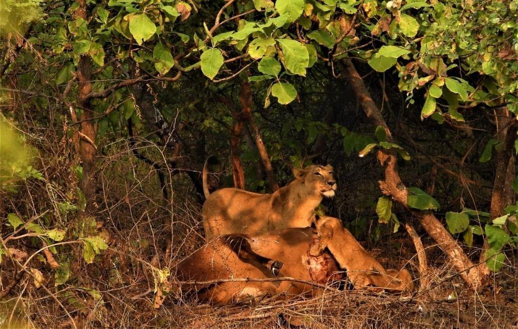 Photo Gallery | Gir Birding Lodge